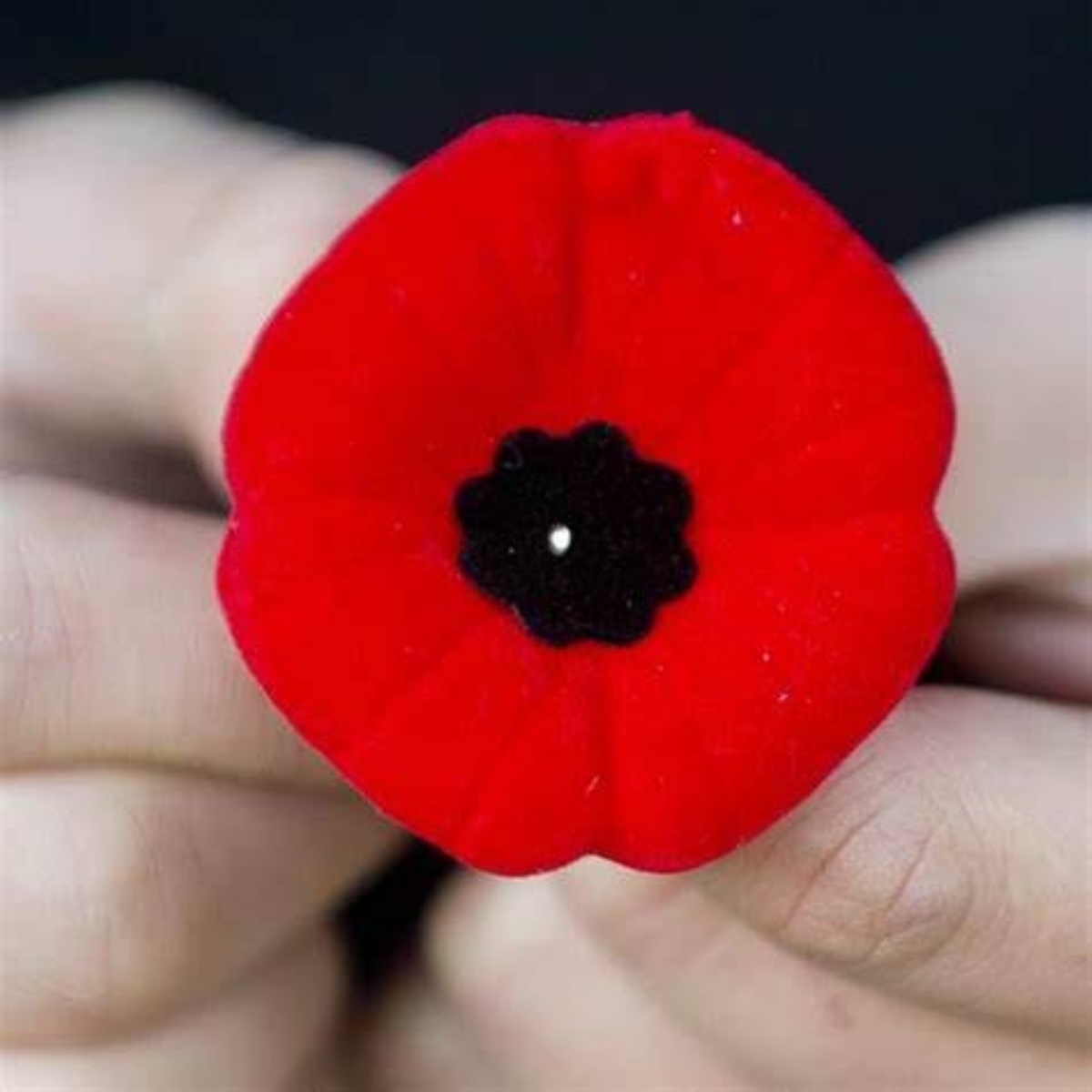 Violet Way Academy - Newsletter 11.11.22